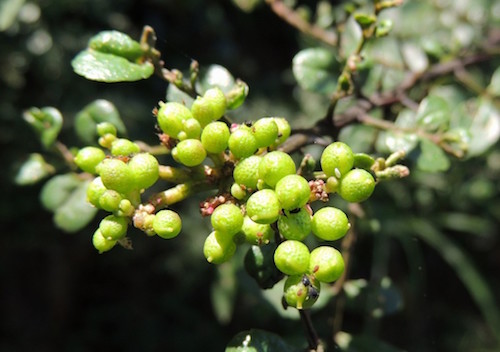 Sansho Pepper is Nothing to Sneeze at - Vegan Recipes and the Latest